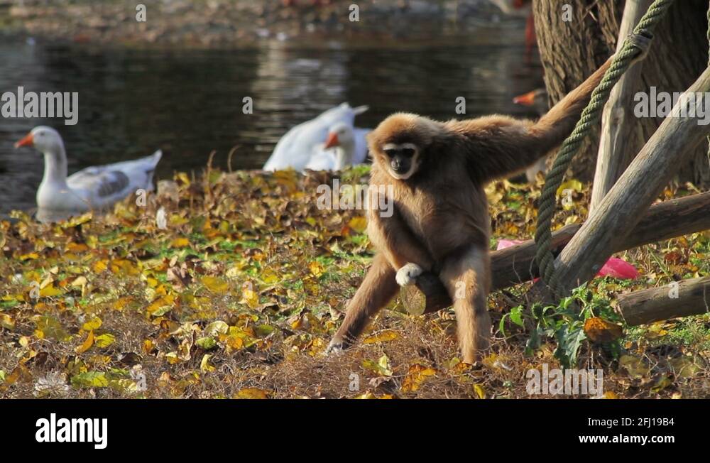 Monkey seat Stock Videos & Footage - HD and 4K Video Clips - Alamy