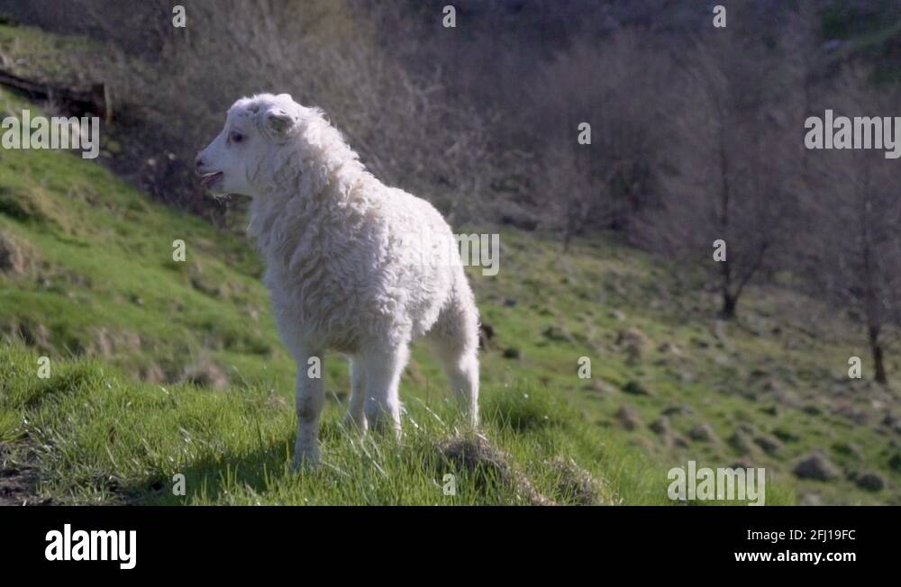 Domestic sheep bleating Stock Videos & Footage - HD and 4K Video Clips ...
