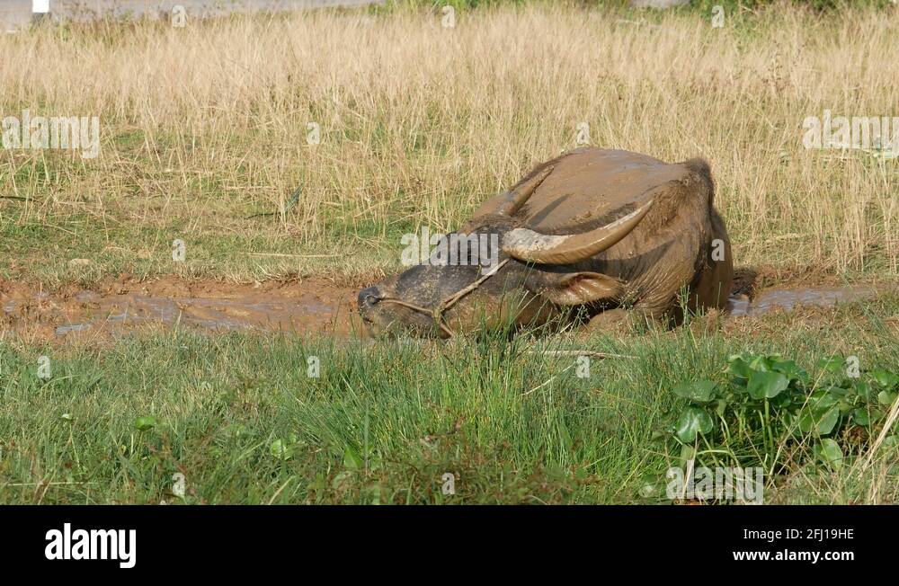 Body bug Stock Videos & Footage - HD and 4K Video Clips - Alamy