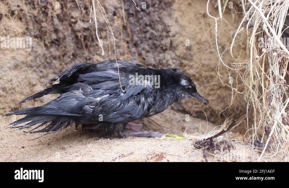 Mutton bird Stock Videos & Footage - HD and 4K Video Clips - Alamy