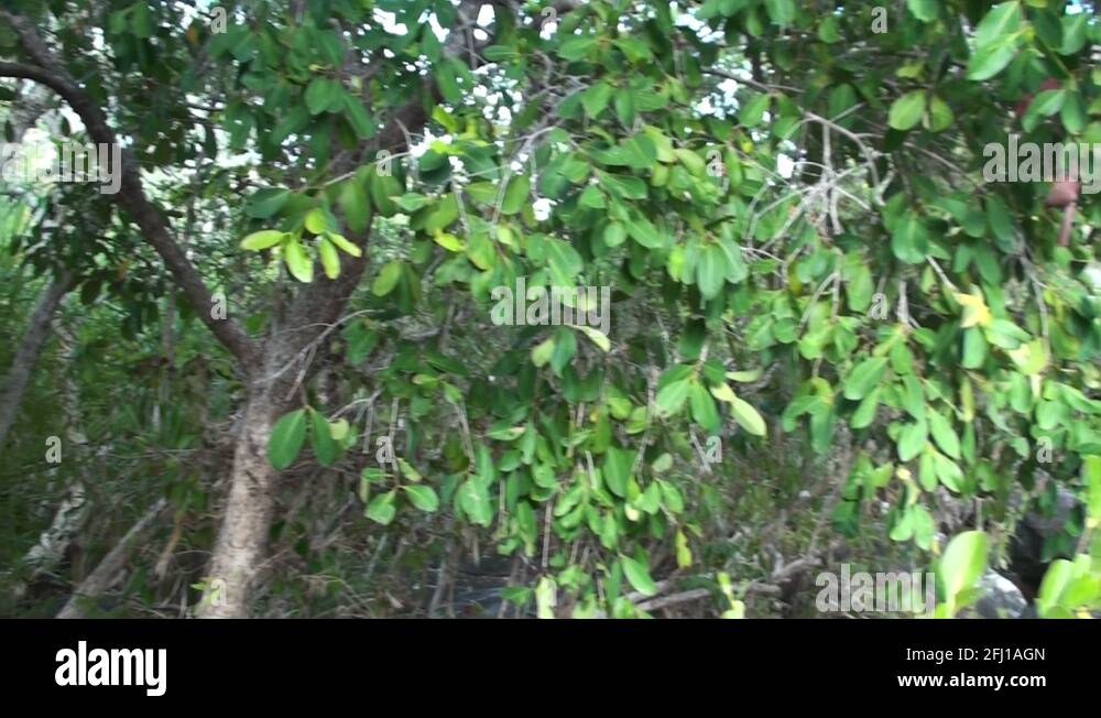 Outback pathway Stock Videos & Footage - HD and 4K Video Clips - Alamy