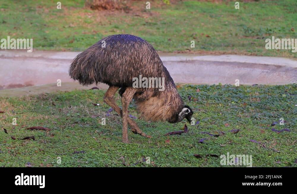 Emu bird Stock Videos & Footage - HD and 4K Video Clips - Alamy