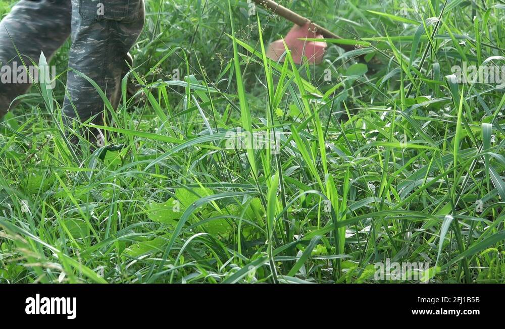 Cut long grass Stock Videos & Footage - HD and 4K Video Clips - Alamy