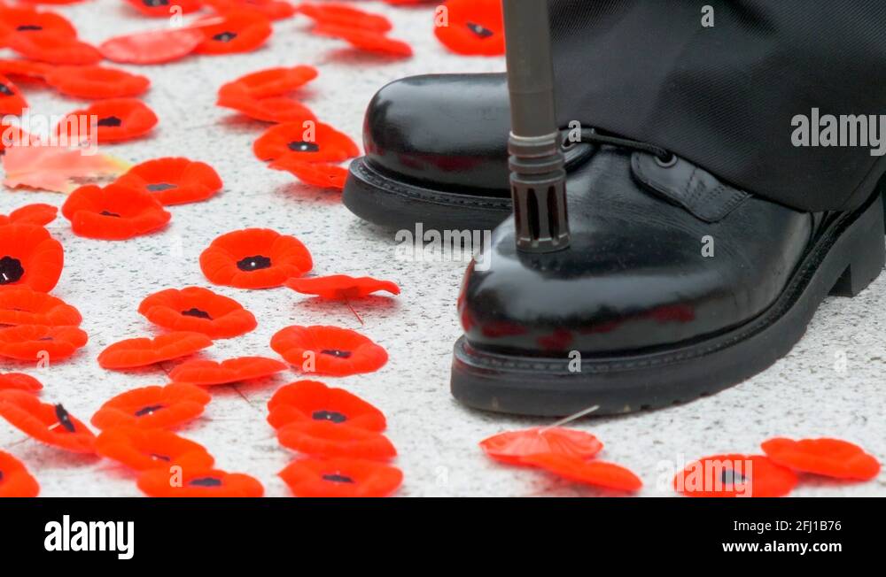 Poppy remembrance wall Stock Videos & Footage - HD and 4K Video Clips ...