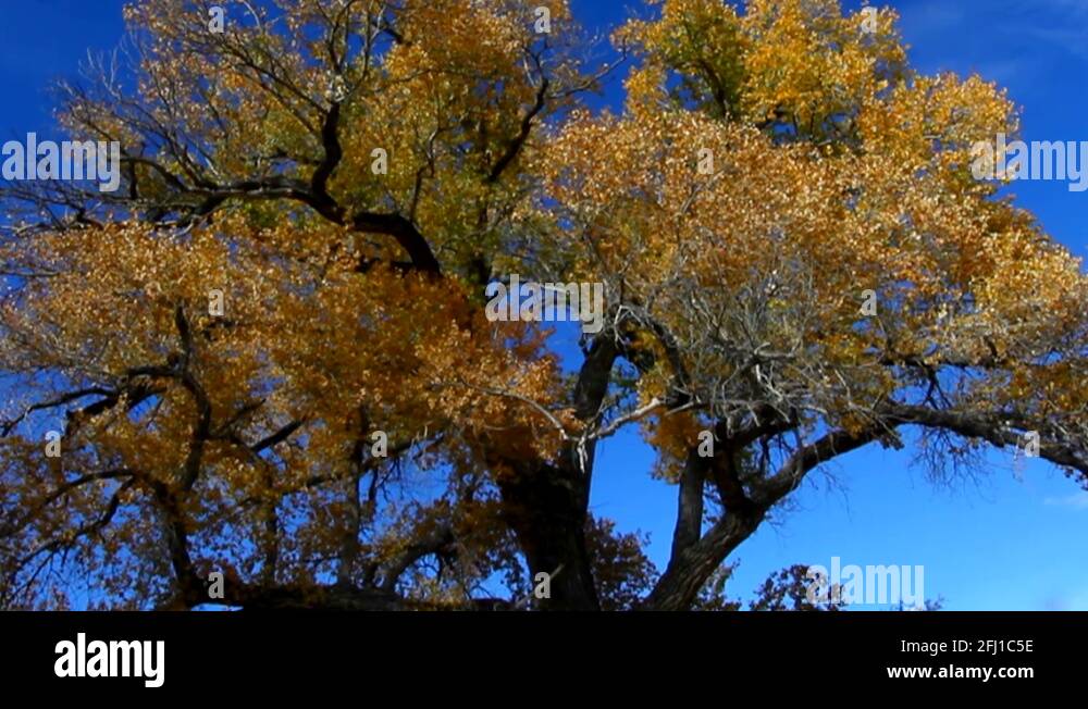 Fall from tree Stock Videos & Footage - HD and 4K Video Clips - Alamy