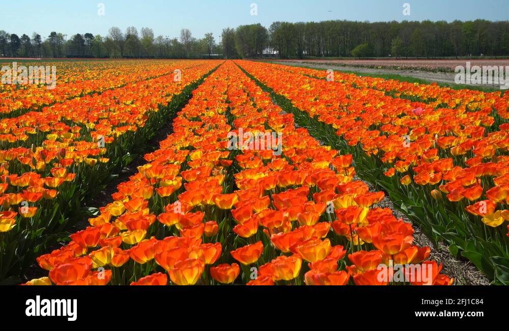 Famous farm Stock Videos & Footage - HD and 4K Video Clips - Alamy
