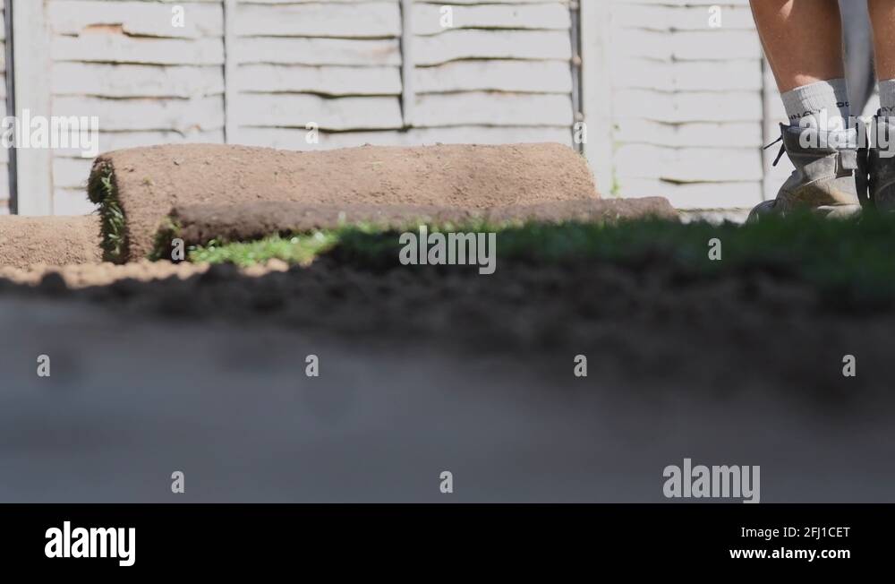 Men flattening out freshly laid turf at home in the back garden Stock ...