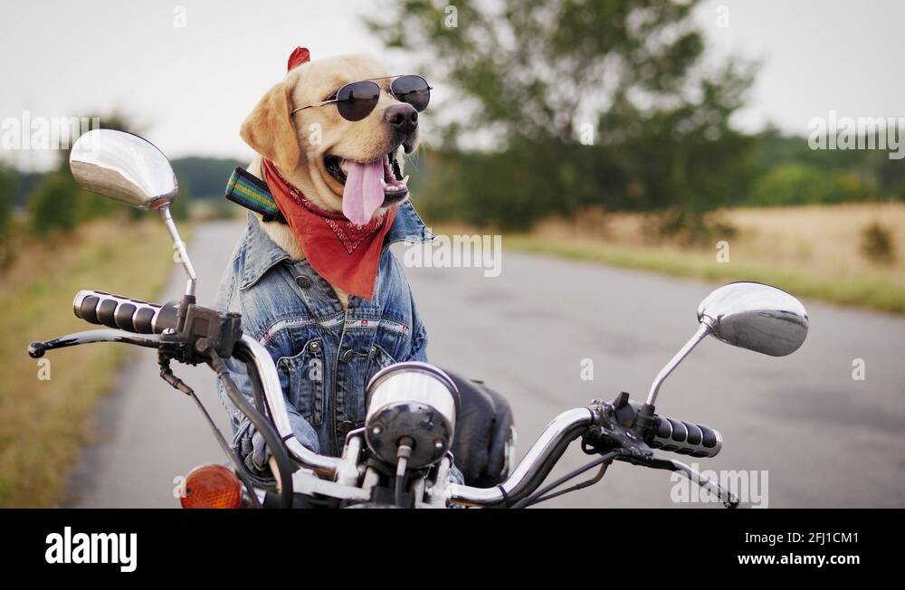 Dog in a motorcycle Stock Videos & Footage - HD and 4K Video Clips - Alamy