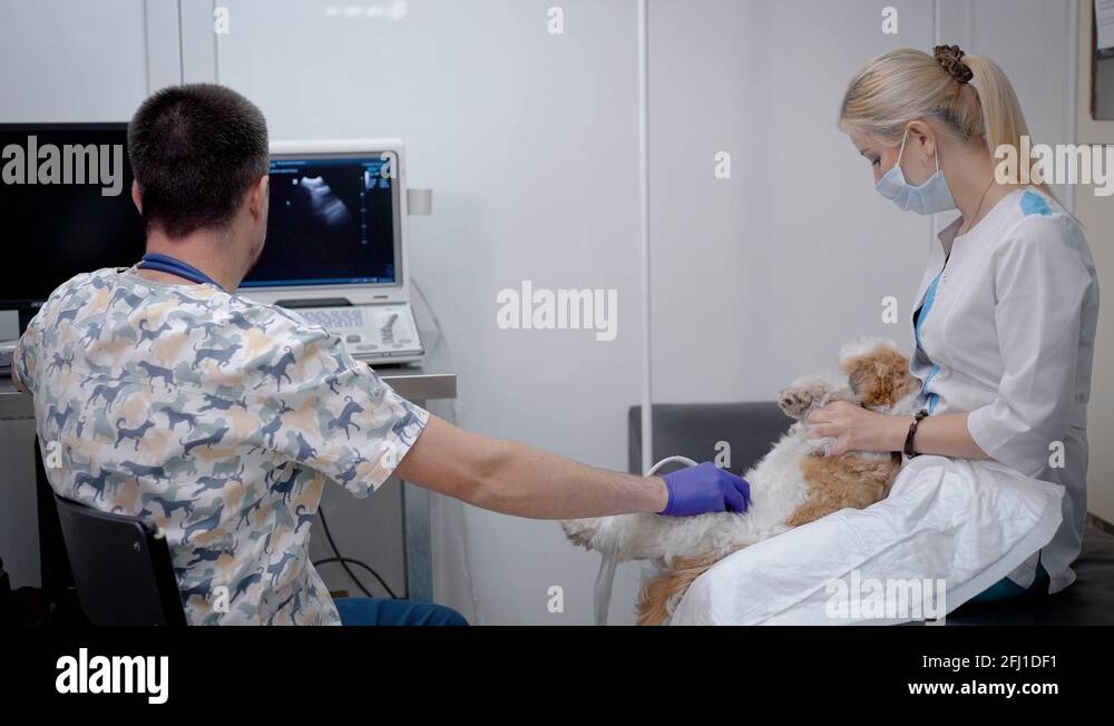 Scanning a dog Stock Videos & Footage - HD and 4K Video Clips - Alamy