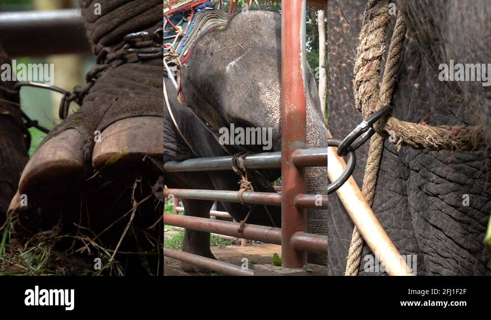 Torture devices Stock Videos & Footage - HD and 4K Video Clips - Alamy