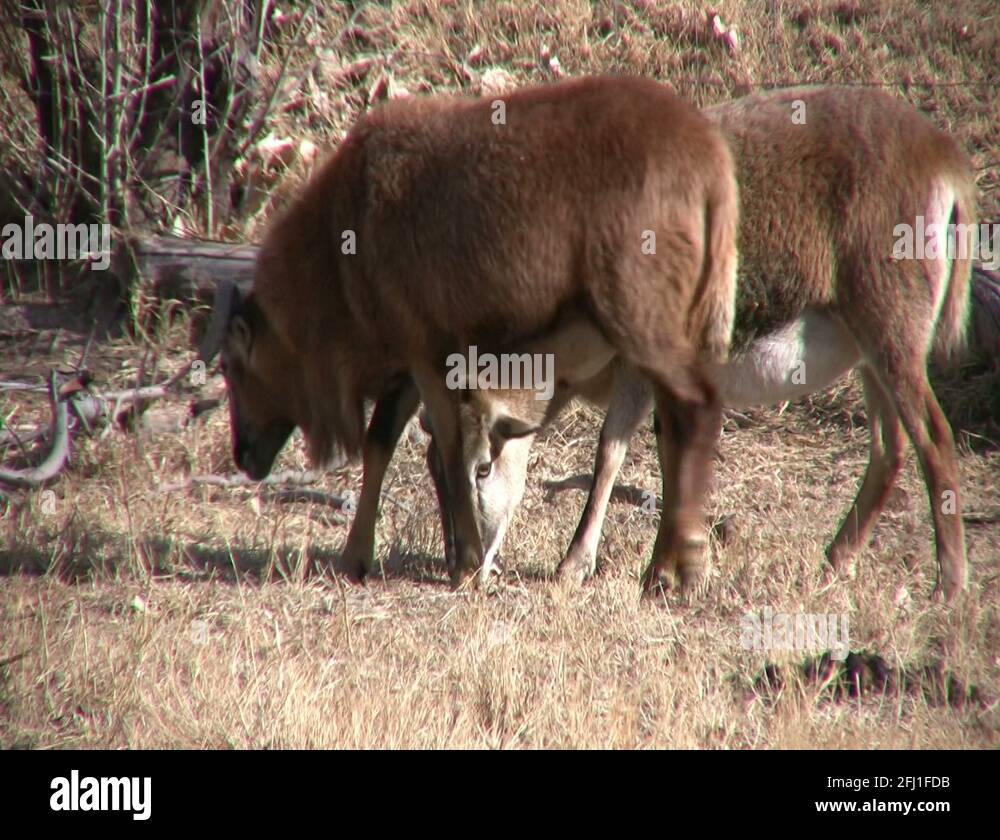 Fear sheep Stock Videos & Footage - HD and 4K Video Clips - Alamy
