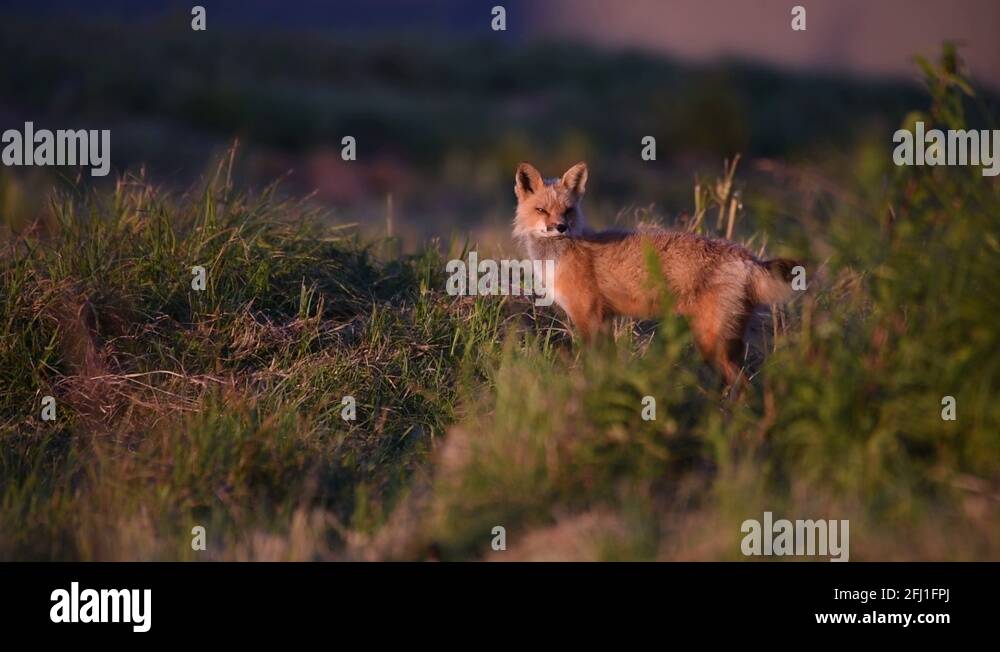 Vulpes vulpes vixen Stock Videos & Footage - HD and 4K Video Clips - Alamy