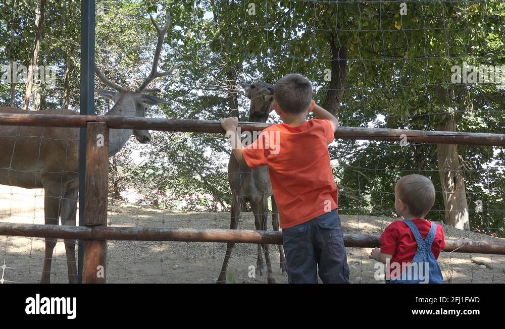 Teamwork animals Stock Videos & Footage - HD and 4K Video Clips - Alamy