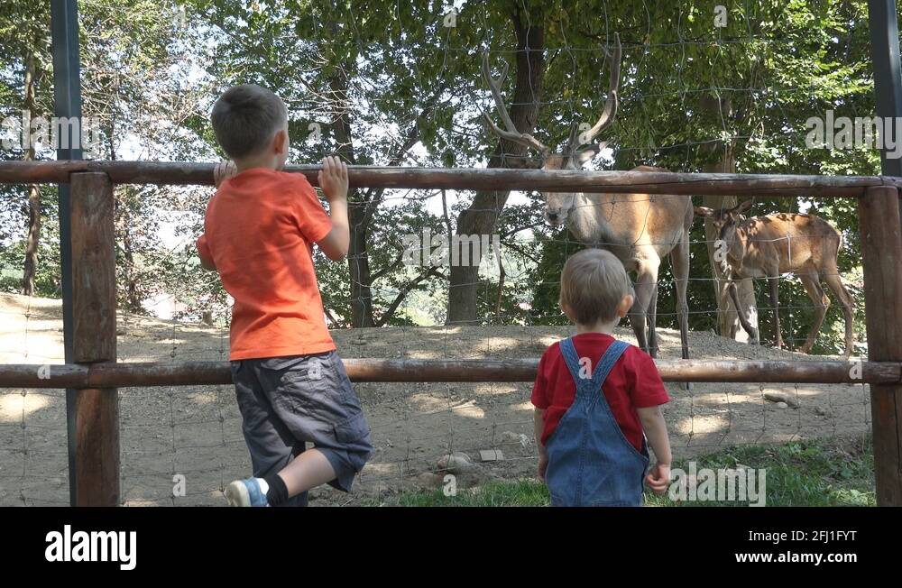 Animal zoo happy Stock Videos & Footage - HD and 4K Video Clips - Alamy