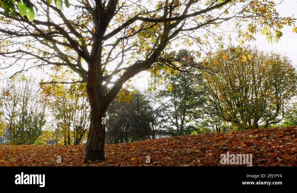 Fallen golden chestnut tree leaves Stock Videos & Footage - HD and 4K ...