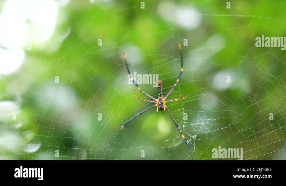 zoom close-up yellow black spider with white spot and red on bottom ...