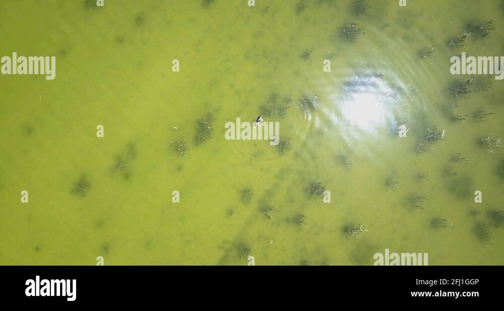 Feathered fish Stock Videos & Footage - HD and 4K Video Clips - Alamy