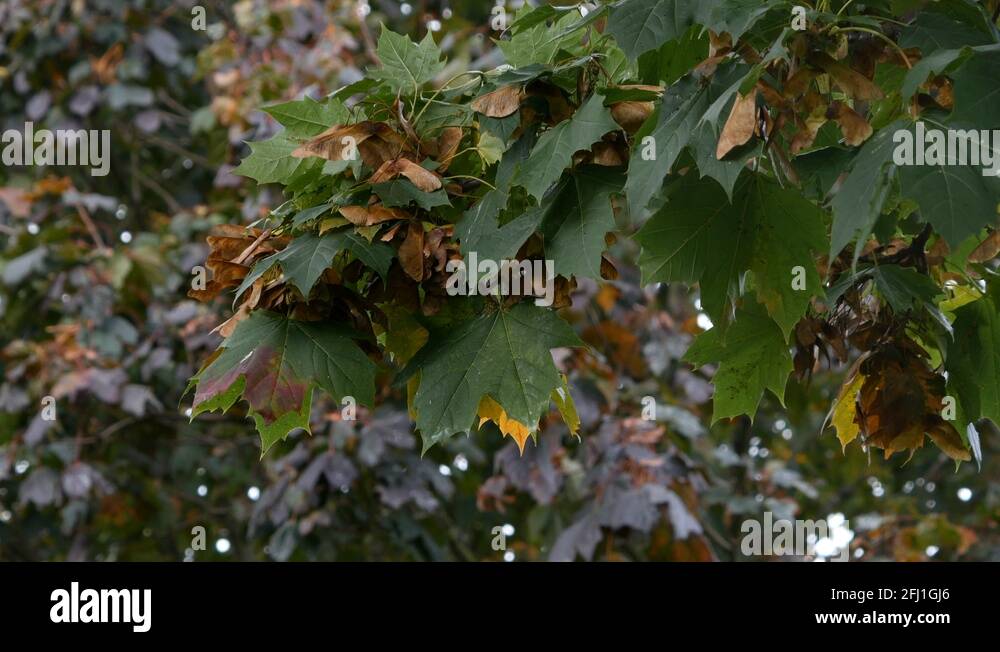 Tree leaves turning brown Stock Videos & Footage - HD and 4K Video ...