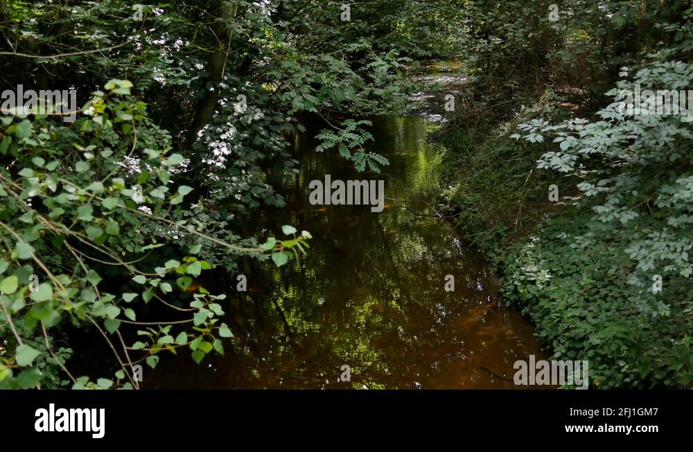 Green overhanging trees Stock Videos & Footage - HD and 4K Video Clips ...