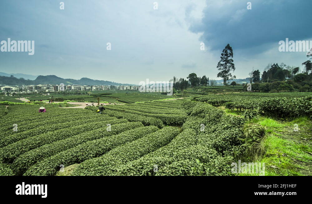 Chengdu tea Stock Videos & Footage - HD and 4K Video Clips - Alamy