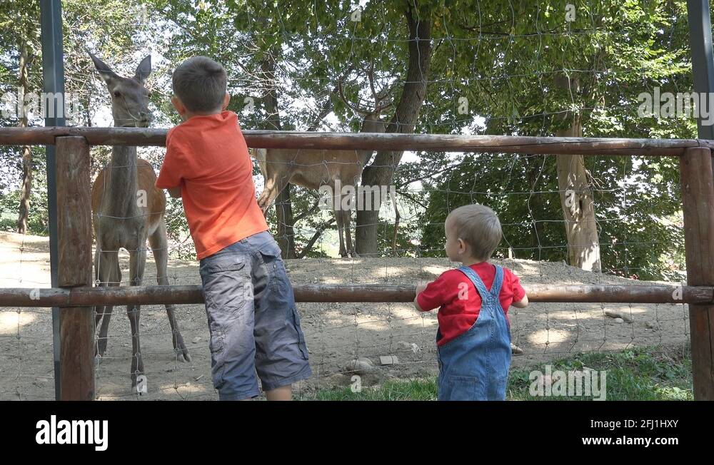 Child feeding animals zoo Stock Videos & Footage - HD and 4K Video ...