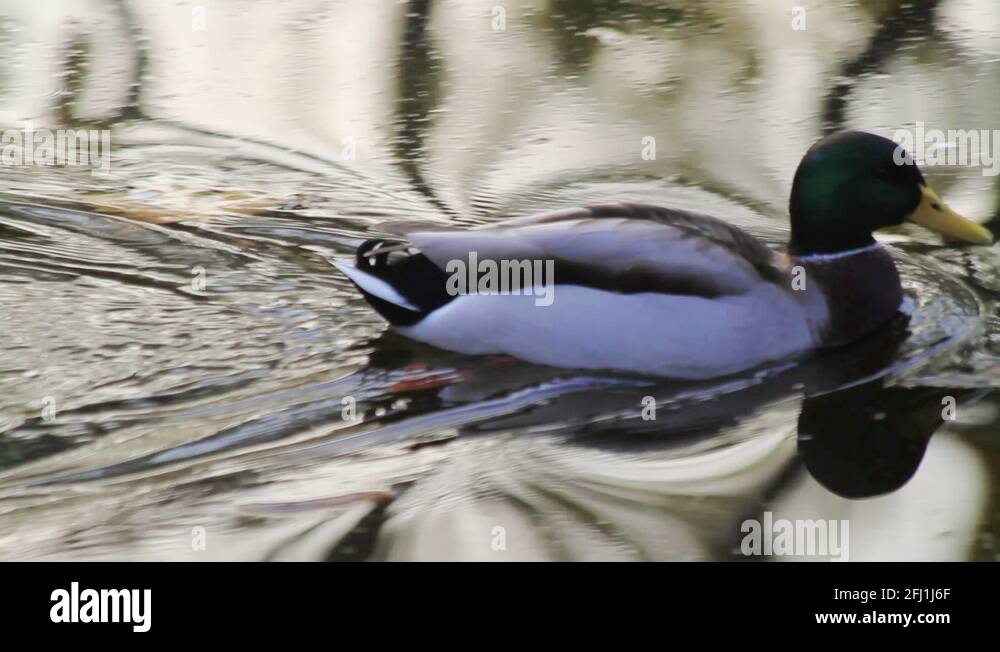 Puffy duck Stock Videos & Footage - HD and 4K Video Clips - Alamy