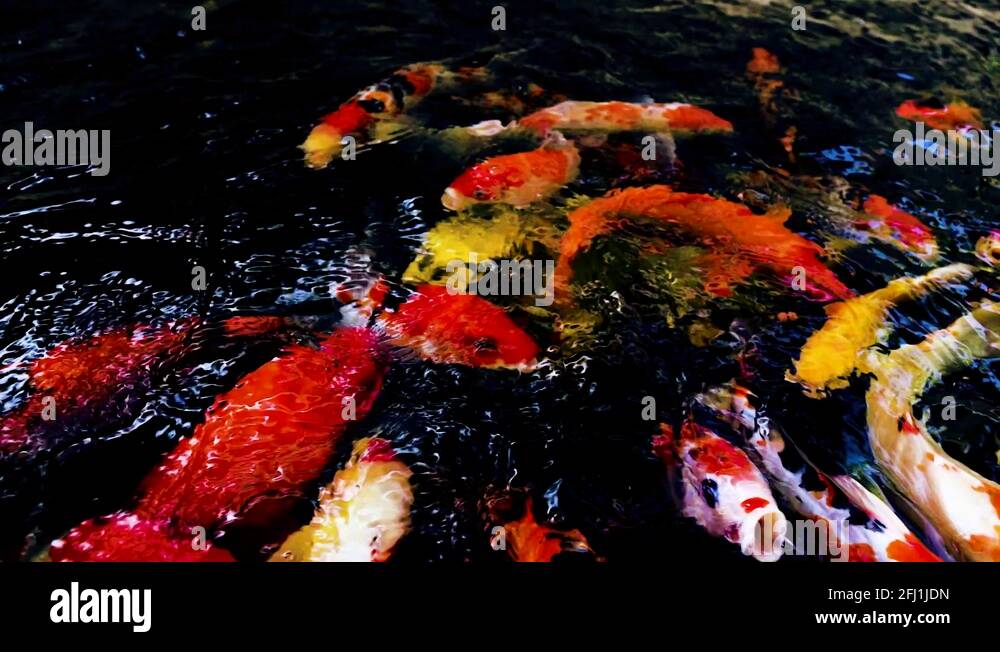 Carp texture Stock Videos & Footage - HD and 4K Video Clips - Alamy
