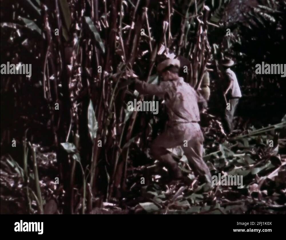 Abaca tree Stock Videos & Footage - HD and 4K Video Clips - Alamy