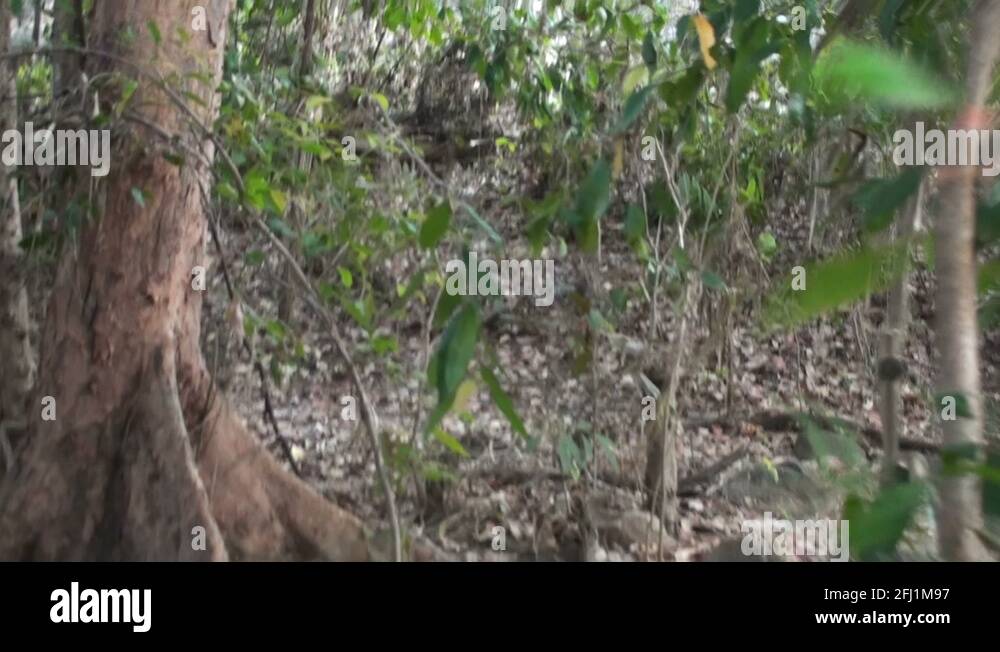 Walk through the australian outback Stock Video Footage - Alamy