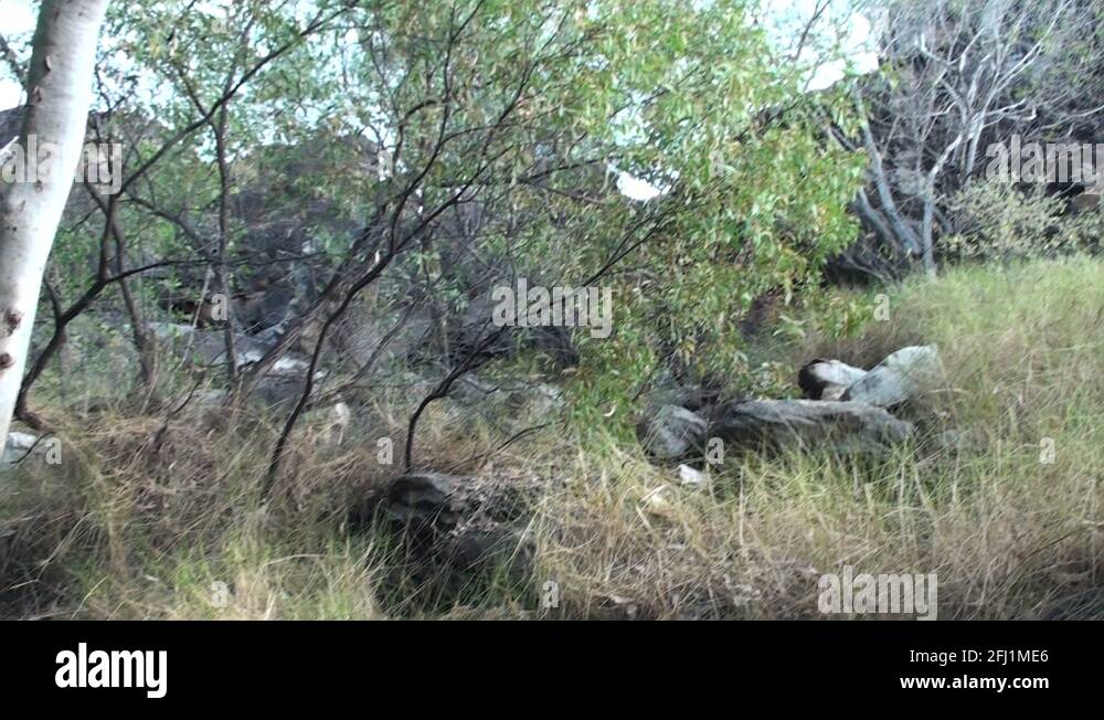 Walk through the australian outback Stock Video Footage - Alamy