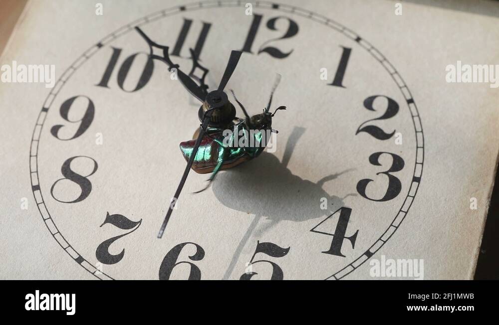 Clock beetle Stock Videos & Footage - HD and 4K Video Clips - Alamy