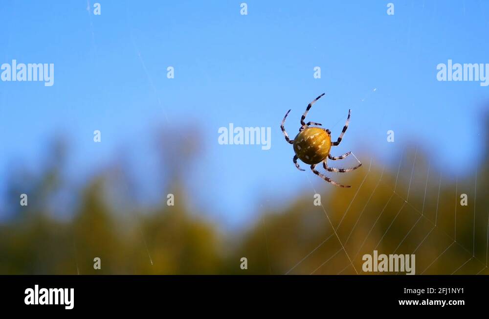Spindle legs Stock Videos & Footage - HD and 4K Video Clips - Alamy