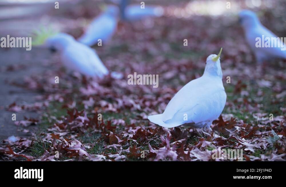Australian cockatoos Stock Videos & Footage - HD and 4K Video Clips - Alamy
