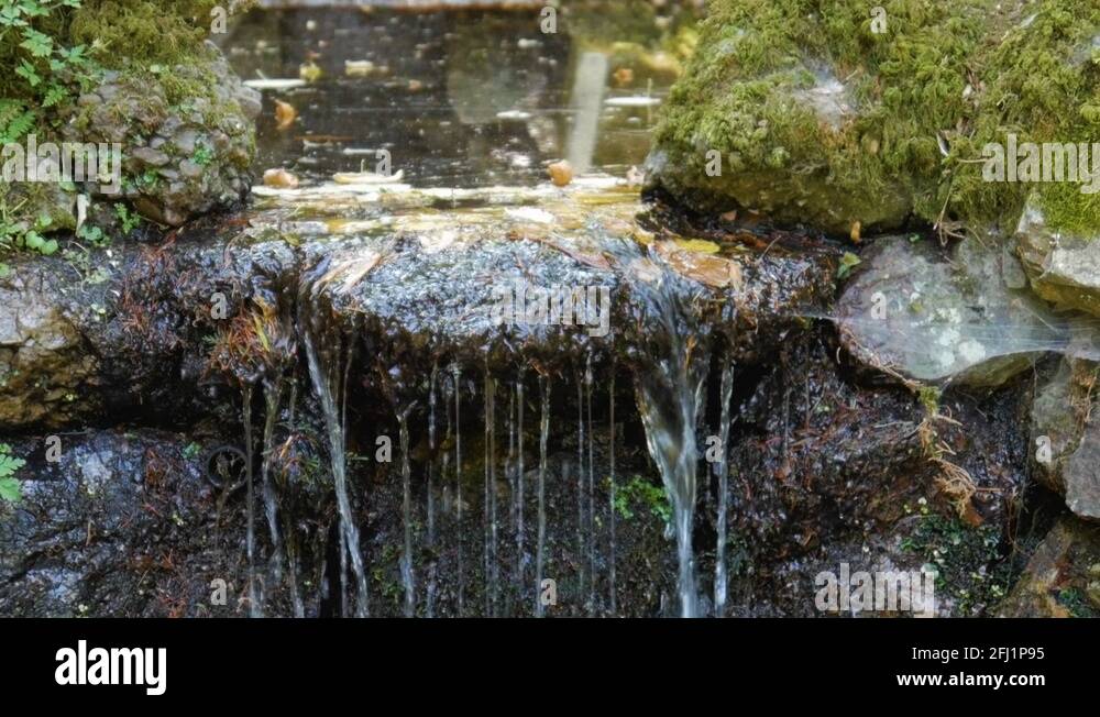 Bucaco forest Stock Videos & Footage - HD and 4K Video Clips - Alamy