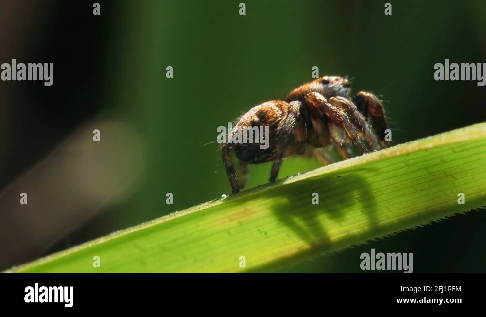 Spider jumper Stock Videos & Footage - HD and 4K Video Clips - Alamy