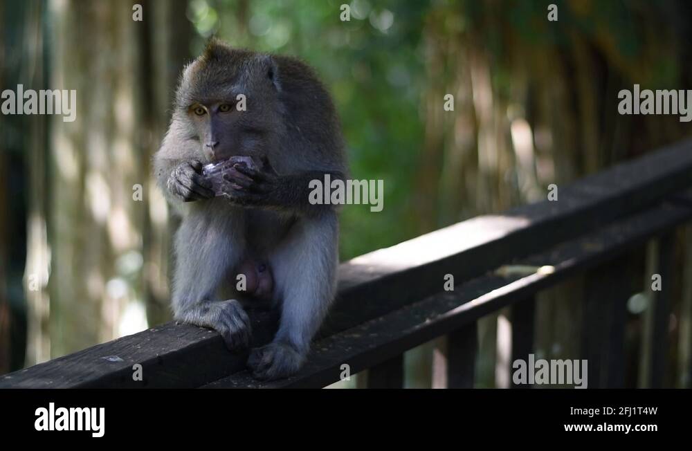 Environmental impact of plastic in the jungle Stock Videos & Footage ...