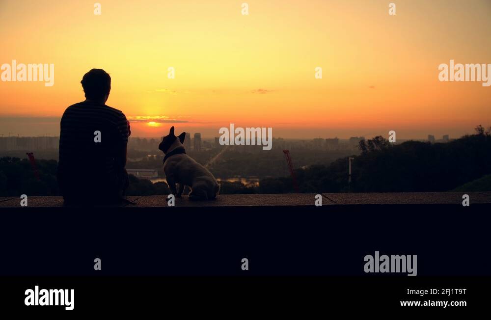Man and dog contemplating Stock Videos & Footage - HD and 4K Video ...
