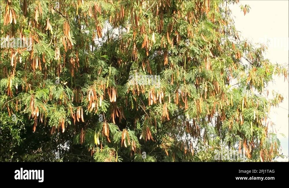 Dry seed pods Stock Videos & Footage - HD and 4K Video Clips - Alamy