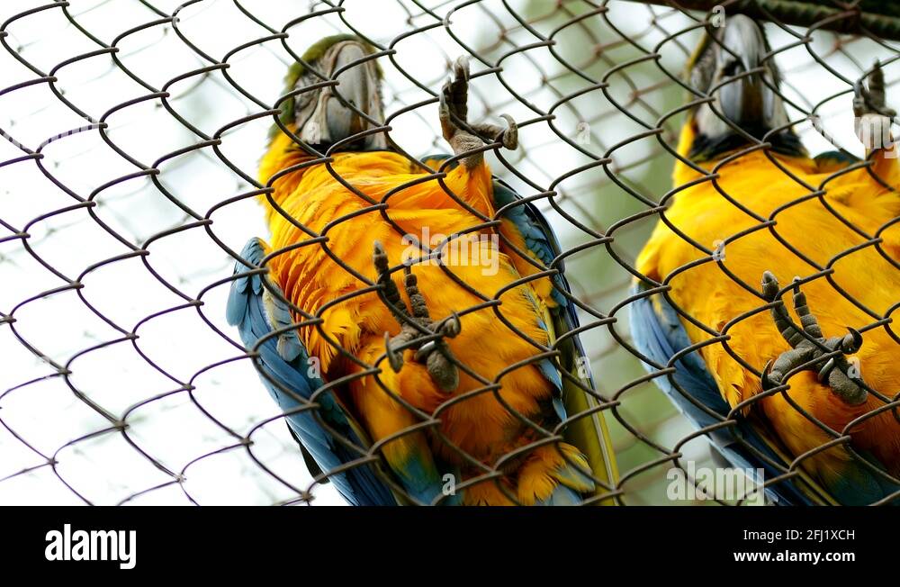 Macaws birds Stock Videos & Footage - HD and 4K Video Clips - Alamy