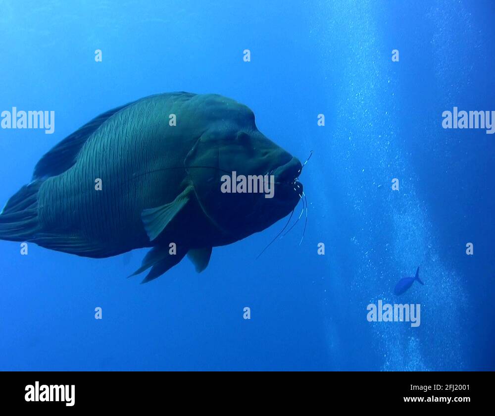 Rare wrasse Stock Videos & Footage - HD and 4K Video Clips - Alamy