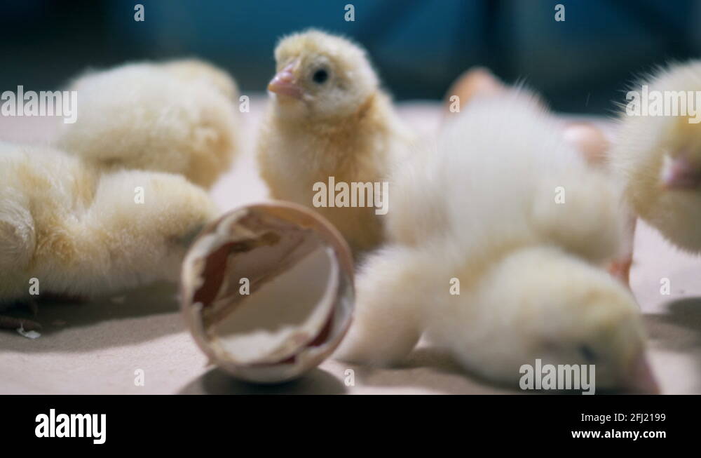 Fussing Stock Videos & Footage - HD and 4K Video Clips - Alamy