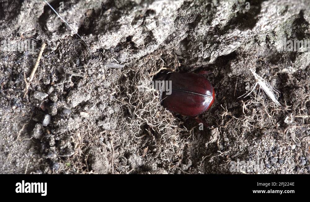Large scarab beetles Stock Videos & Footage - HD and 4K Video Clips - Alamy