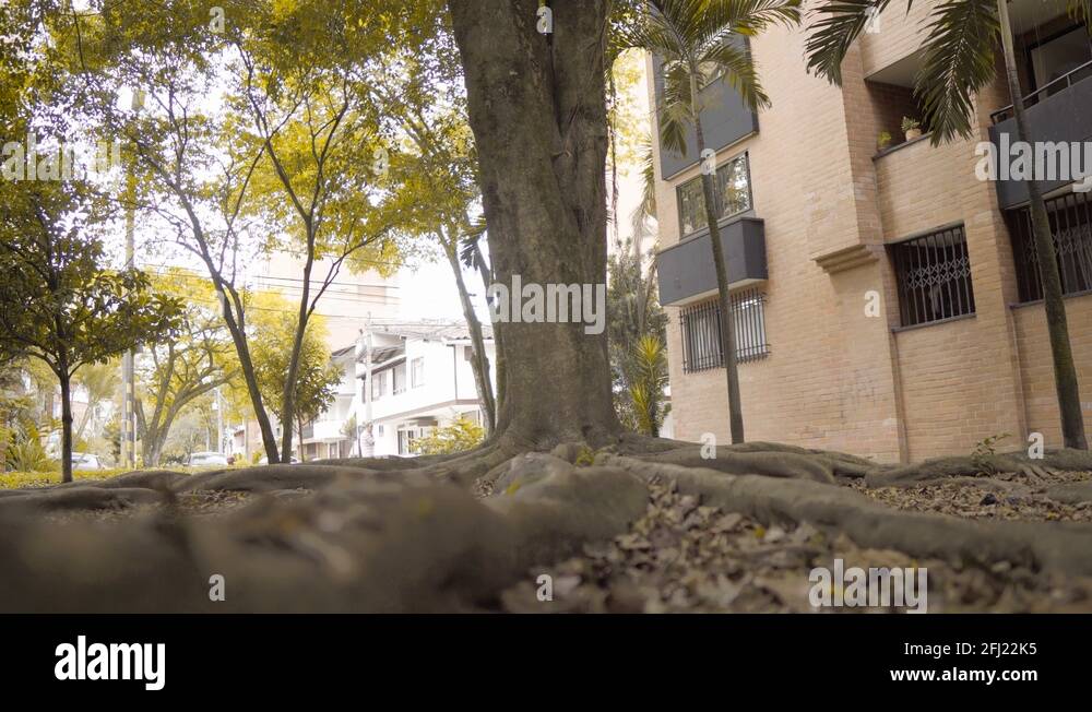 Dry leaf falling from tree Stock Videos & Footage - HD and 4K Video ...