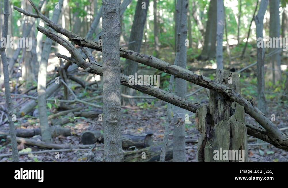 Dark forest stump tree Stock Videos & Footage - HD and 4K Video Clips ...