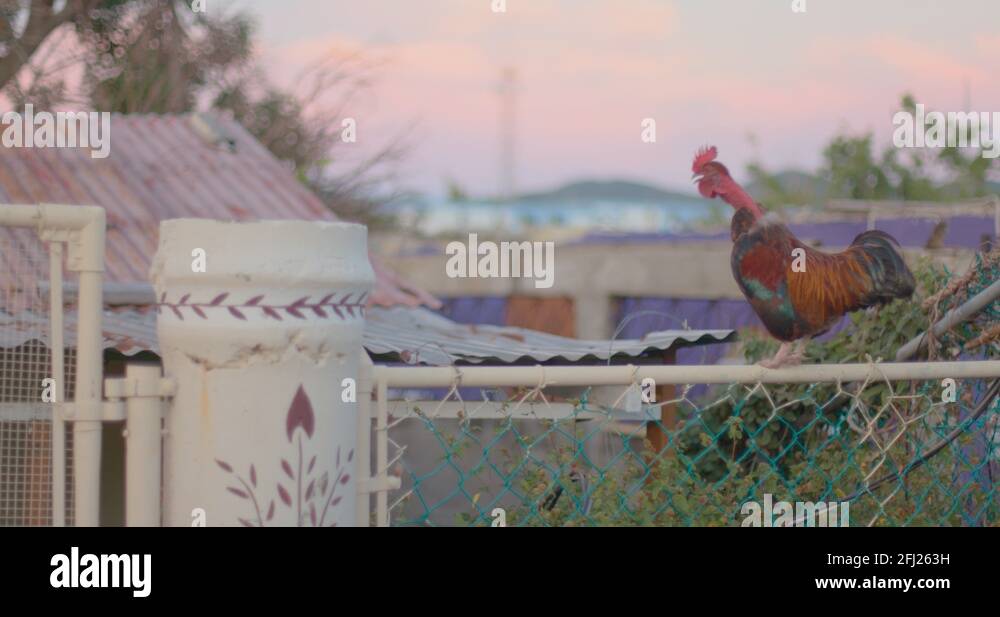 Boy with a rooster Stock Videos & Footage - HD and 4K Video Clips - Alamy