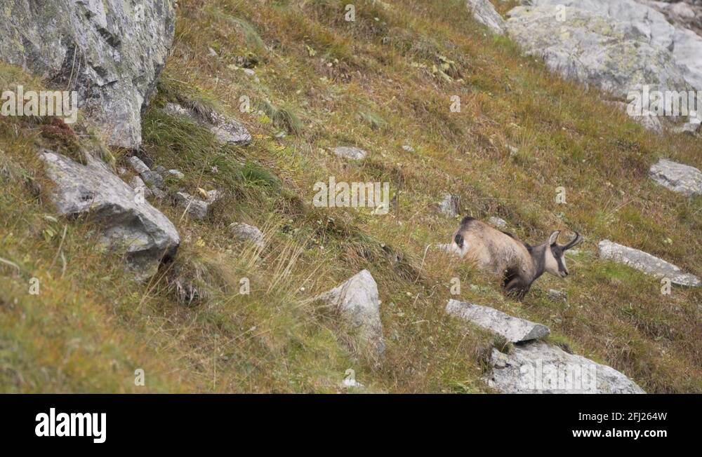 Tatra mountains wildlife Stock Videos & Footage - HD and 4K Video Clips ...