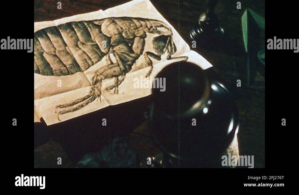 1960s: UNITED STATES: illustration of human flea. Portrait painting of ...