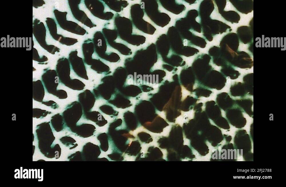 Electron microscopy human cell Stock Videos & Footage - HD and 4K Video ...