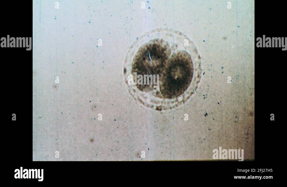 Reproductive cell Stock Videos & Footage - HD and 4K Video Clips - Alamy