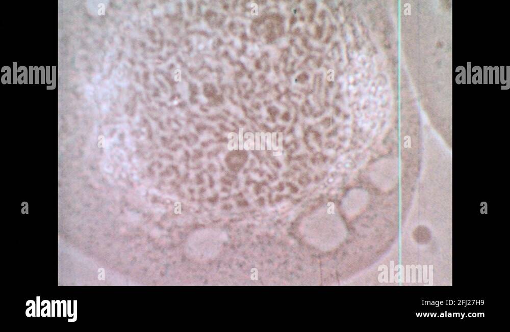 Cell line Stock Videos & Footage - HD and 4K Video Clips - Alamy